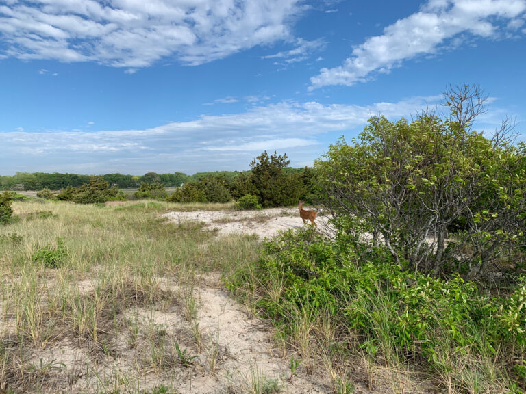Flax Pond Hike, Long Island | Eco Travel